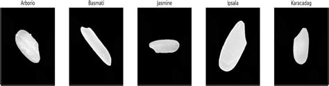 Classifying Rice Grains Using Deep Learning Anthology Of Data Science