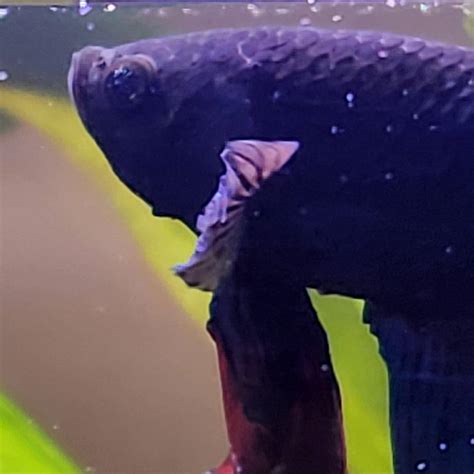 Eye Parasites Betta Fish Diseases Aquarium Co Op Forum
