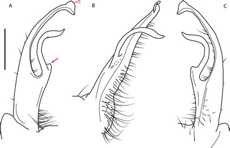Nannaria Sigmoidea Holotype ♂ Ncsm Ncsm27946 Left Gonopod A Anterior Download Scientific