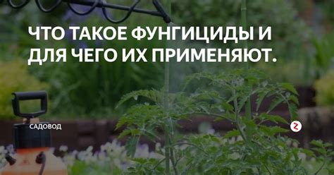 ЧТО ТАКОЕ ФУНГИЦИДЫ И ДЛЯ ЧЕГО ИХ ПРИМЕНЯЮТ садовод Дзен