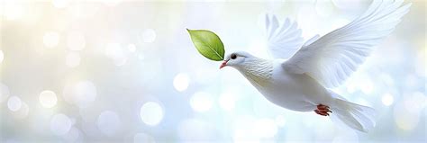 White Dove Flies With A Green Leaf In Its Beak Over Background Bokeh