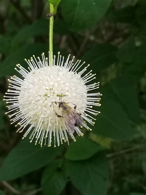 Common Buttonbush Search Native Plant Hub