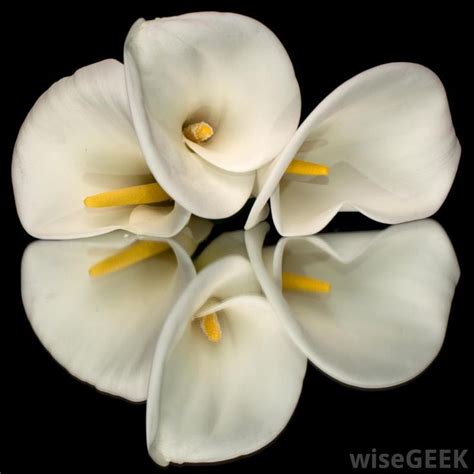 Peace Lily Tropical Plant With White Flowers White Lily Flower Close