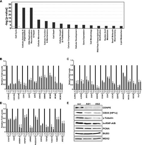 Mitotic Cell Cycle Semantic Scholar