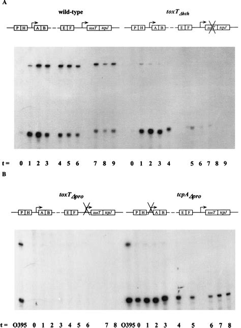 Rna Primer Extension Analyses Of V Cholerae Wild Type O395 And A Toxt