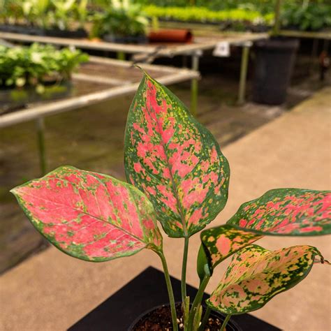 Aglaonema Ruby Ray Gabriella Plants