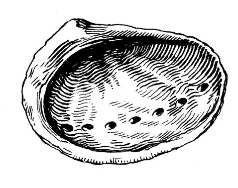 Abalone Sketch Altasea Abalone Sketch Altasea