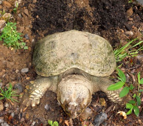 Mountain Moments Snapping Turtle Laying Eggs