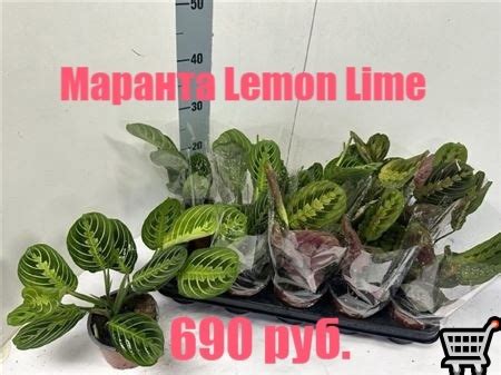 ВЫКУПЛЕНО - 10 шт.Маранта Lemon Lime====================В упаковке: 10 ...