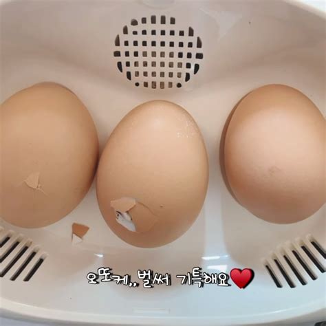 🎙소소란 아가들 나올 준비 끝났나봐요~🐣🐣 어쩌죠⁉️ 너무 기특하고 신비롭고 오늘 디데이인데 아가들 힘내라고 응원해주세요~♥️♥️ By 농부의 등대