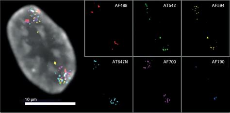 Simultaneous Visualization Of 16 Dna Loci In Single Cells Using The