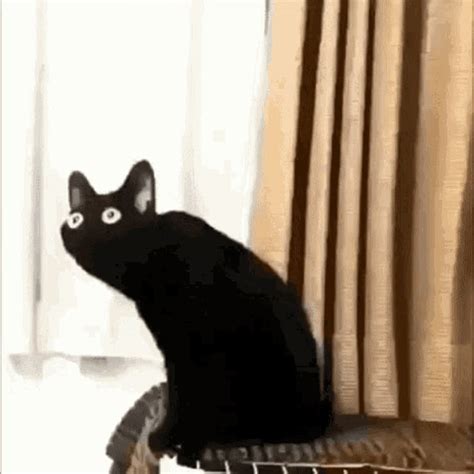 Meowirl Gatos Bonitos Gatos Raros Mascotas Bonitas