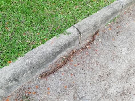 Premium Photo High Angle View Of Pipe On Grass