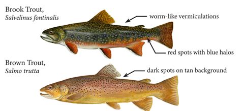 Fall 2024 Trout Stocking To Begin Across Maryland