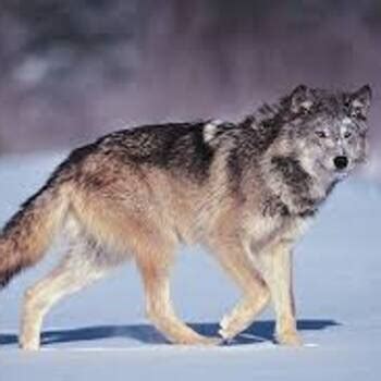 Lesson 5 Of 6 Ecosystem Interactions Wolves In Yellowstone As