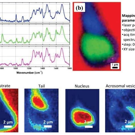 a acquired hologram a region is enhanced in order to show the