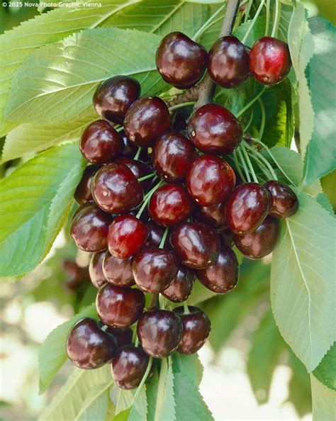 Prunus Avium Morel Bigarreau Sweet Cherry Medium Early Self