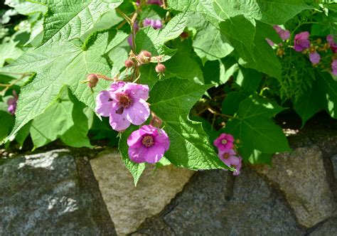 Purple Flowering Raspberry Watching For Wildflowerswatching For