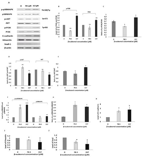 Western Blot Results Showing The Effects Of β Eudesmol On Emt Markers