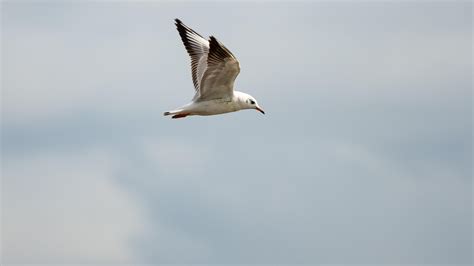 갈매기 비행 날개 Pixabay의 무료 사진 Pixabay