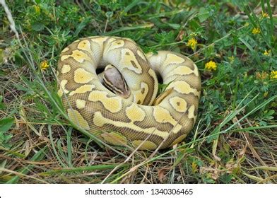 Lesser Ball Python Images Stock Photos Vectors Shutterstock