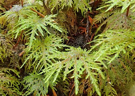 Hylocomium Splendens Splendid Feather Moss 10000 Things Of The