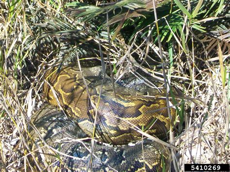 pythons genus python