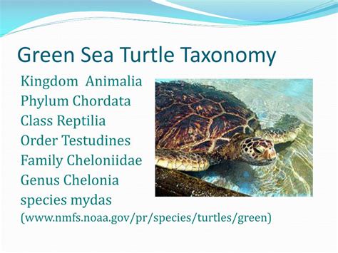 Green Sea Turtle Classification Chart