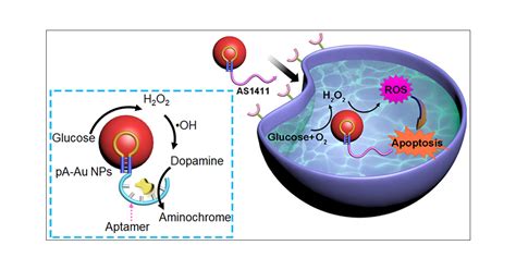 Aptamer Modified Au Nanoparticles Functional Nanozyme Bioreactors For Cascaded Catalysis And