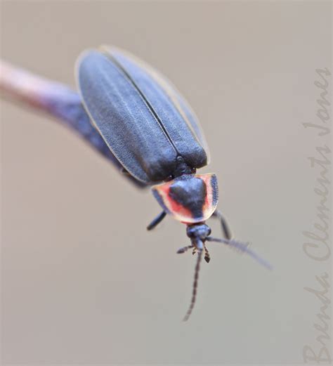 Lightning Bug