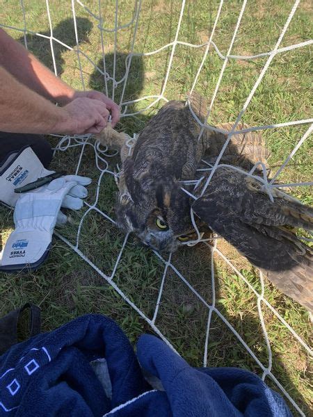 Athol Police Rescued Owl Caught In Soccer Net Wwlp