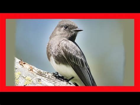 Black Phoebe Song Black Phoebe Call Black Phoebe Sound Mosquero Negro Canto Sayornis