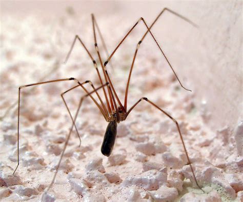 Daddy Long Legs Spiders Backyard Buddies