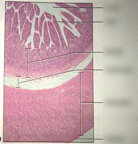 Jejunum Of Si Slide Diagram Quizlet