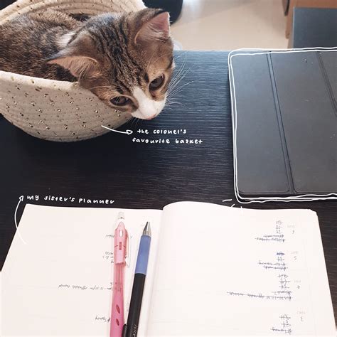 Puppet Is Studying On Tumblr