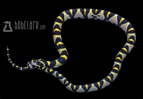 Pythons And Reptiles For Sale Bob Clark
