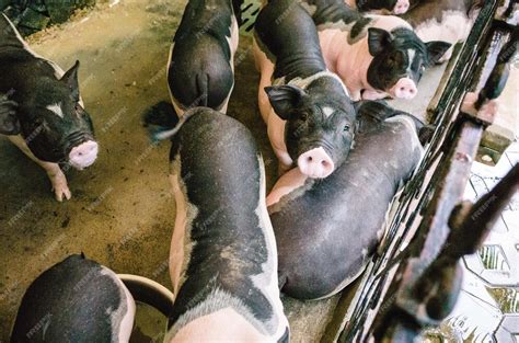 Premium Photo | Group of pigs behind railing