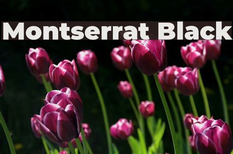 Montserrat Black Font