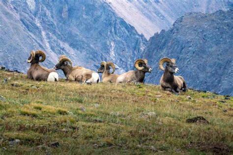 16 Best U S National Parks For Wildlife Watching The National Parks