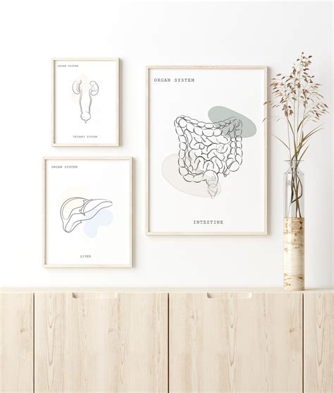 Organs Anatomy Set Anatomy Printable Anatomy Wall Art Medical Art