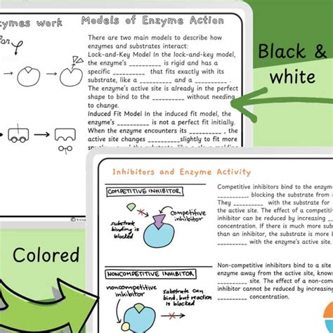 Chemistry Of Life Macromolecules Doodle Notes Bundle By Biologystem