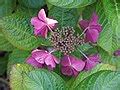 Categoryhydrangea Macrophylla Rotschwanz Wikimedia Commons