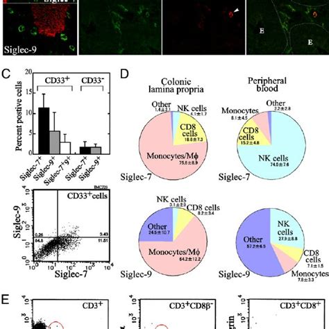 Siglec Ligand Activity Of Sialyl 6 Sulfo Lewis X Glycan Which Is Download Scientific Diagram