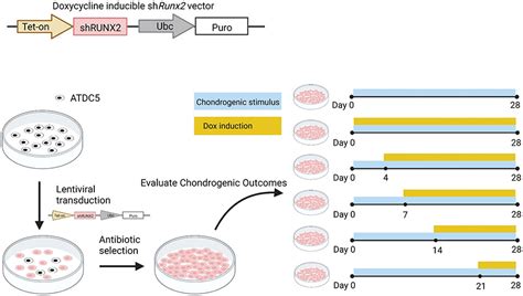 A Synthetic Closed Looped Gene Circuit For The Autonomous Regulation Of Runx2 Activity During