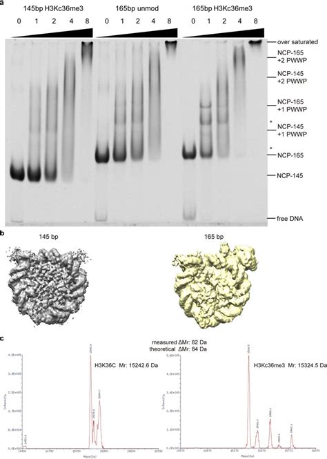 Binding Of Ledgf To H3kc36me3 Modified Nucleosome A Emsa Reveals That