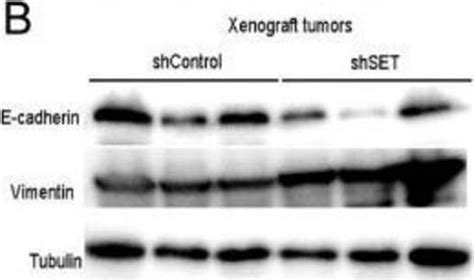 Antibody Sigma Aldrich