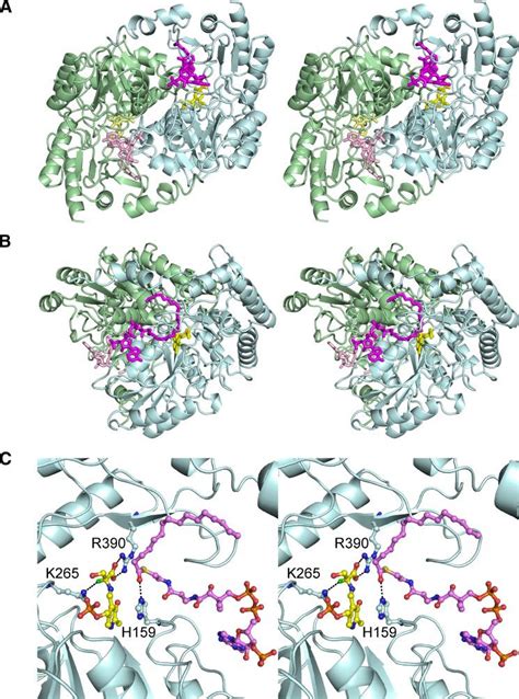 Model Structure Of The Ternary Complex Of Spt L Serine And Download Scientific Diagram