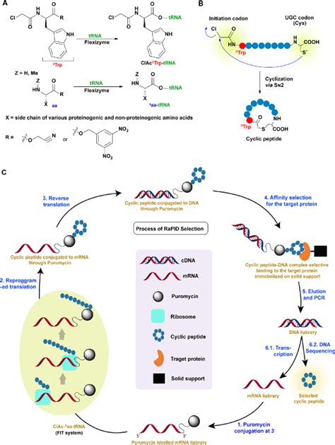 Rapid System With In Vitro Reprogramed Translation A Trna Download Scientific Diagram