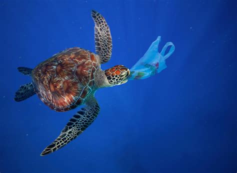 Leatherback Turtle Eating Plastic Bags