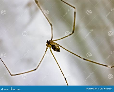Daddy S Long Legged Spider Pholcus Phalangioides Or Long Bodied Barn